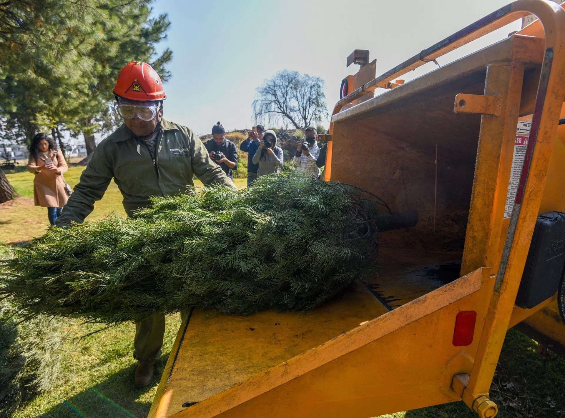 ¿dónde Puedo Llevar Mi árbol De Navidad Estos Son Los Centros De